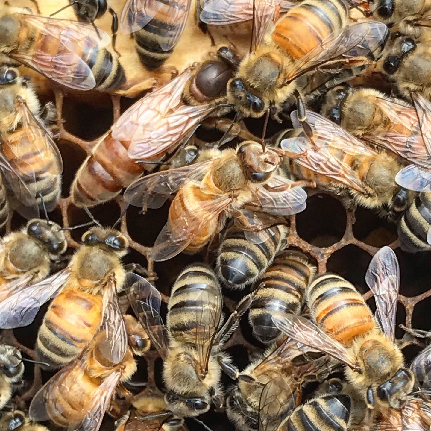 Italian Queen - Honey Bee Genetics